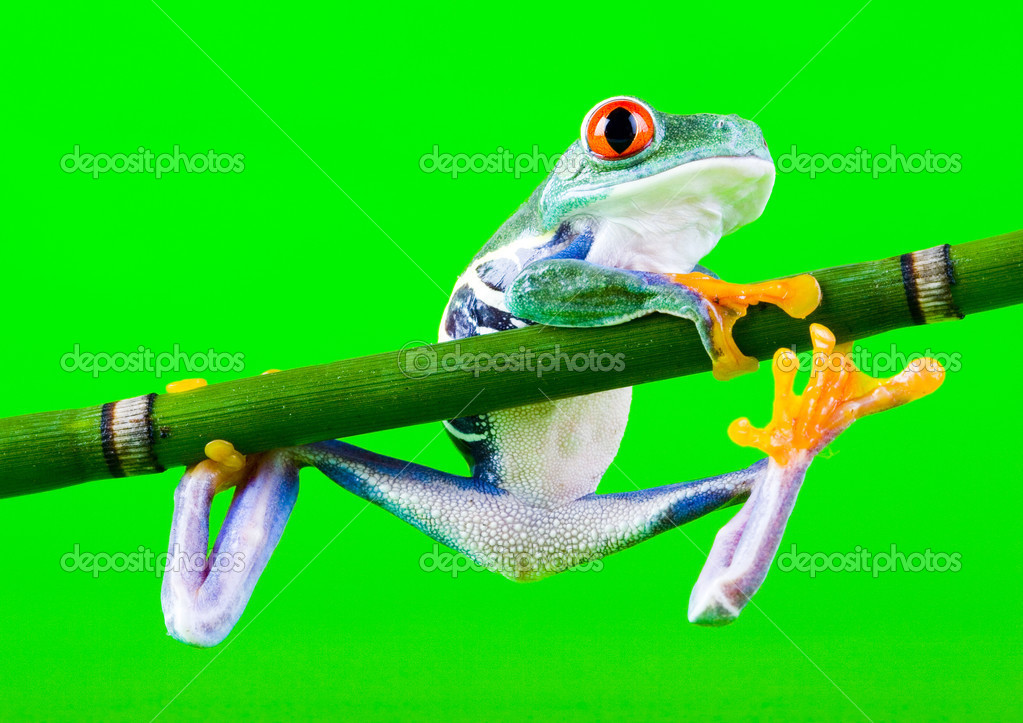 Frog on branch Stock Photo by ©JanPietruszka 30695359