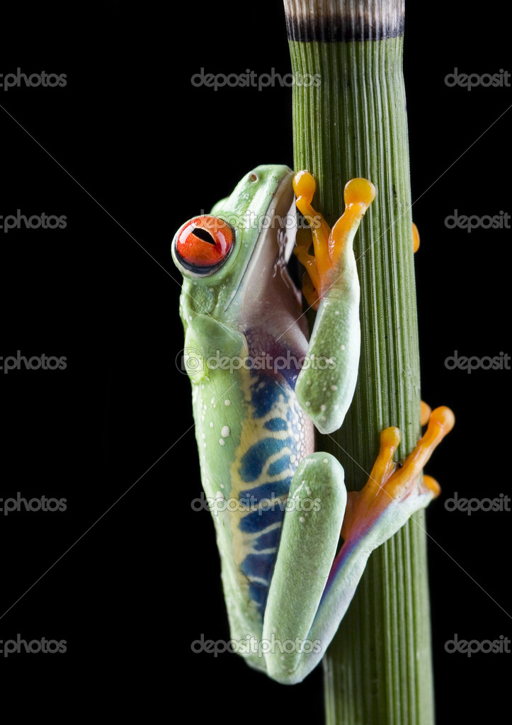 Frog on branch Stock Photo by ©JanPietruszka 30696643