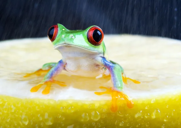 Crazy frog Stock Photos, Royalty Free Crazy frog Images | Depositphotos