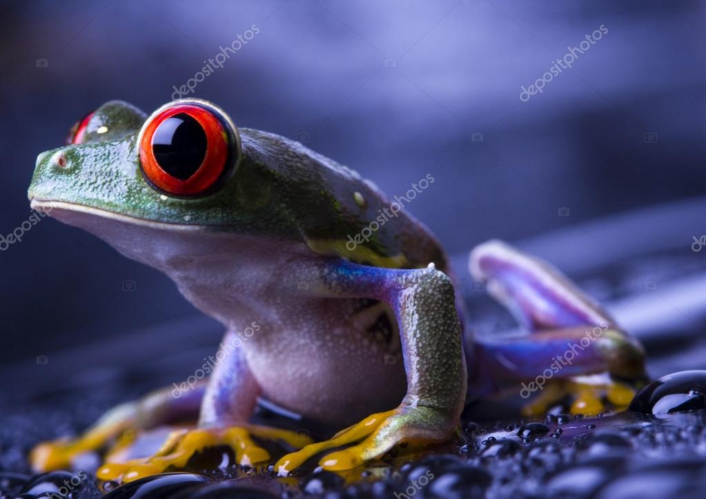 Purple Red Eyed Tree Frog