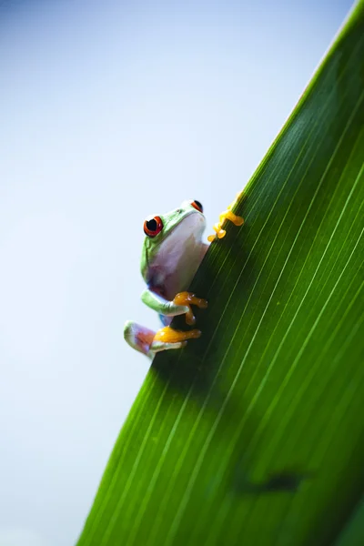ᐈ Red eyed tree frog stock pictures, Royalty Free red eyed tree frog ...