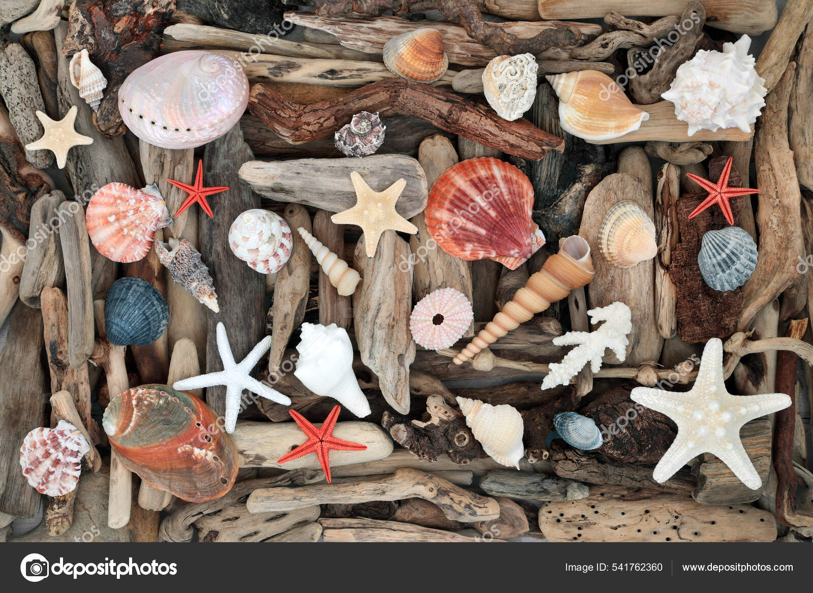 Seashell Art Sculpture