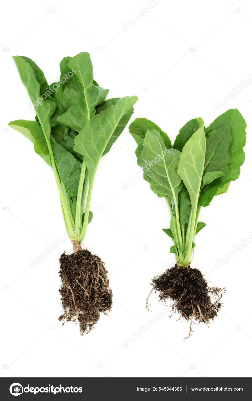 Fresh Spinach Plant