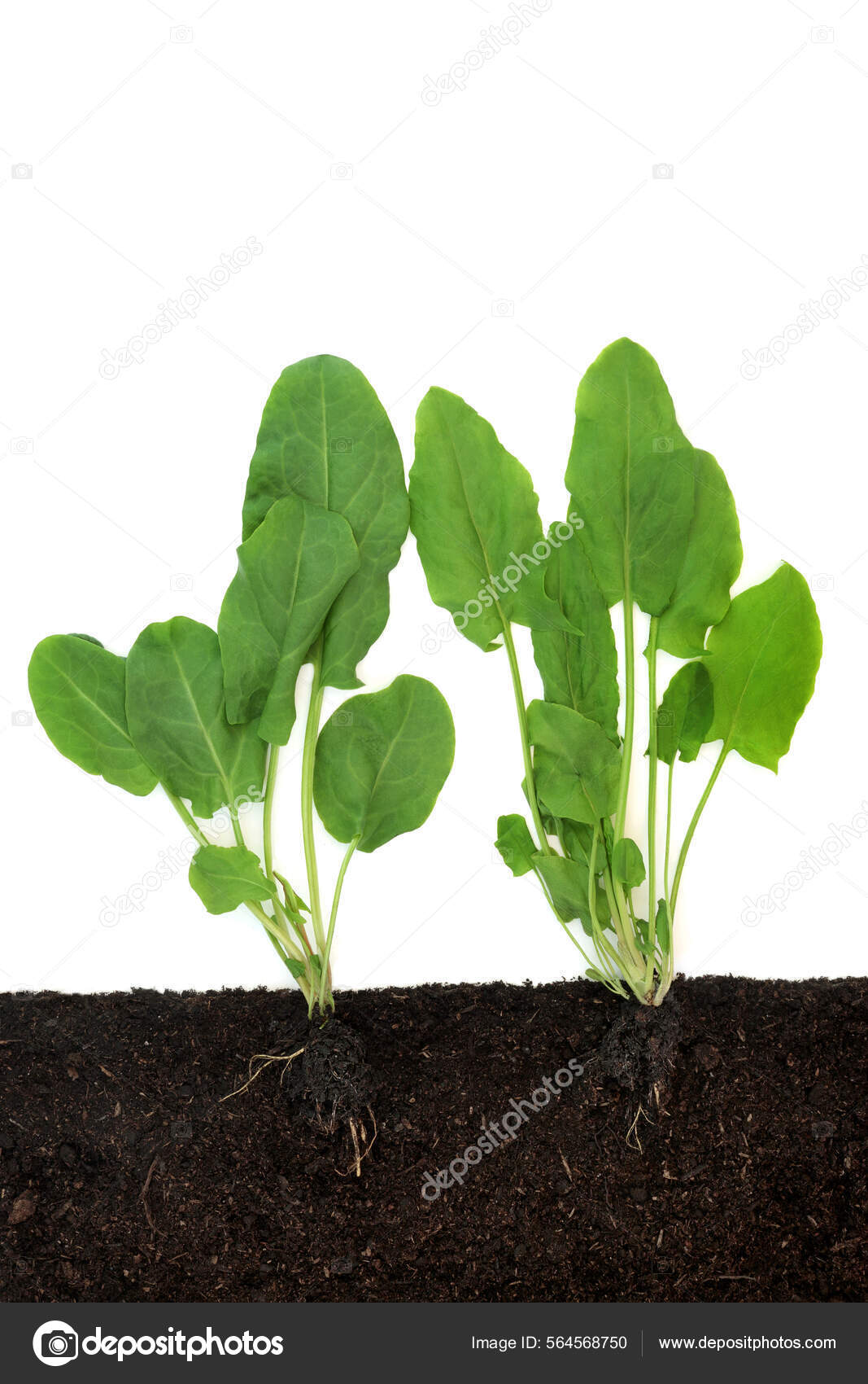 Spinach Vegetable Plants Growing Soil Cross Section View Healthy ...