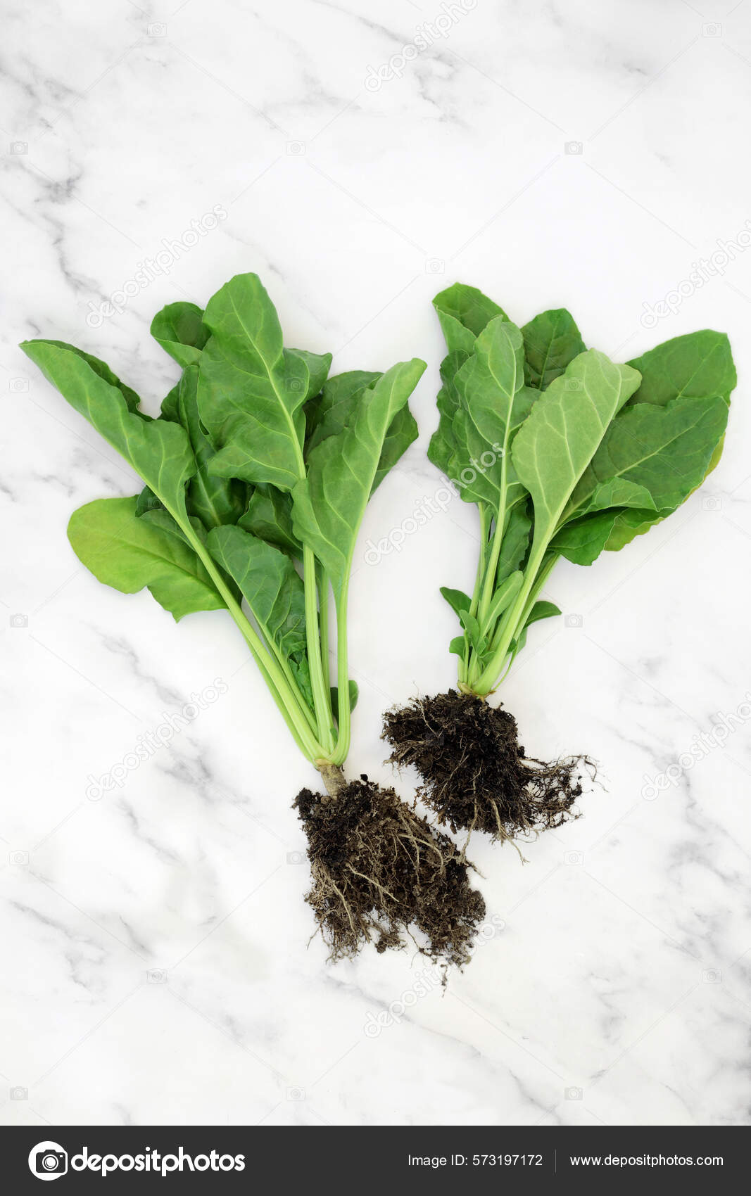 Organic Spinach Plants Earth Root Balls Leaves Healthy Food High ...