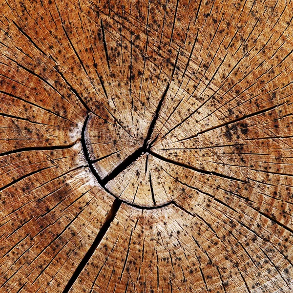 Tree rings Stock Photos, Royalty Free Tree rings Images | Depositphotos®