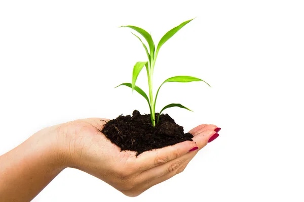 Plant in hands Stock Photo by ©Pakhnyushchyy 5378015