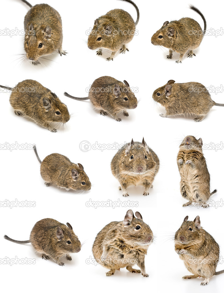 Degu — Stock Photo © sethislav #34146337