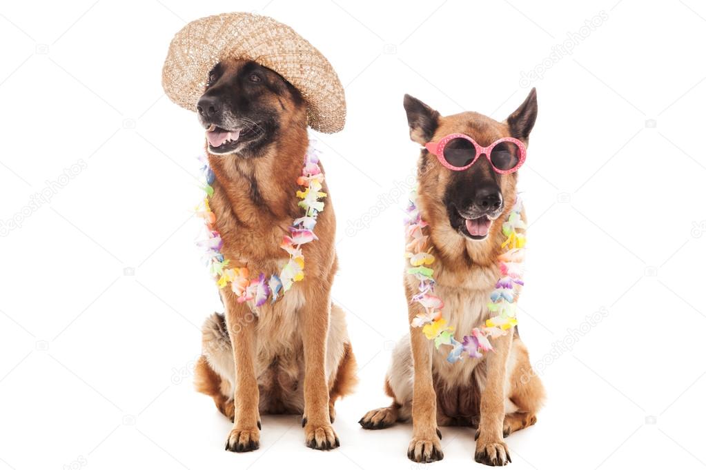 German Shepherd in Hawaiian style Stock Photo by ©genious2000de 39089627