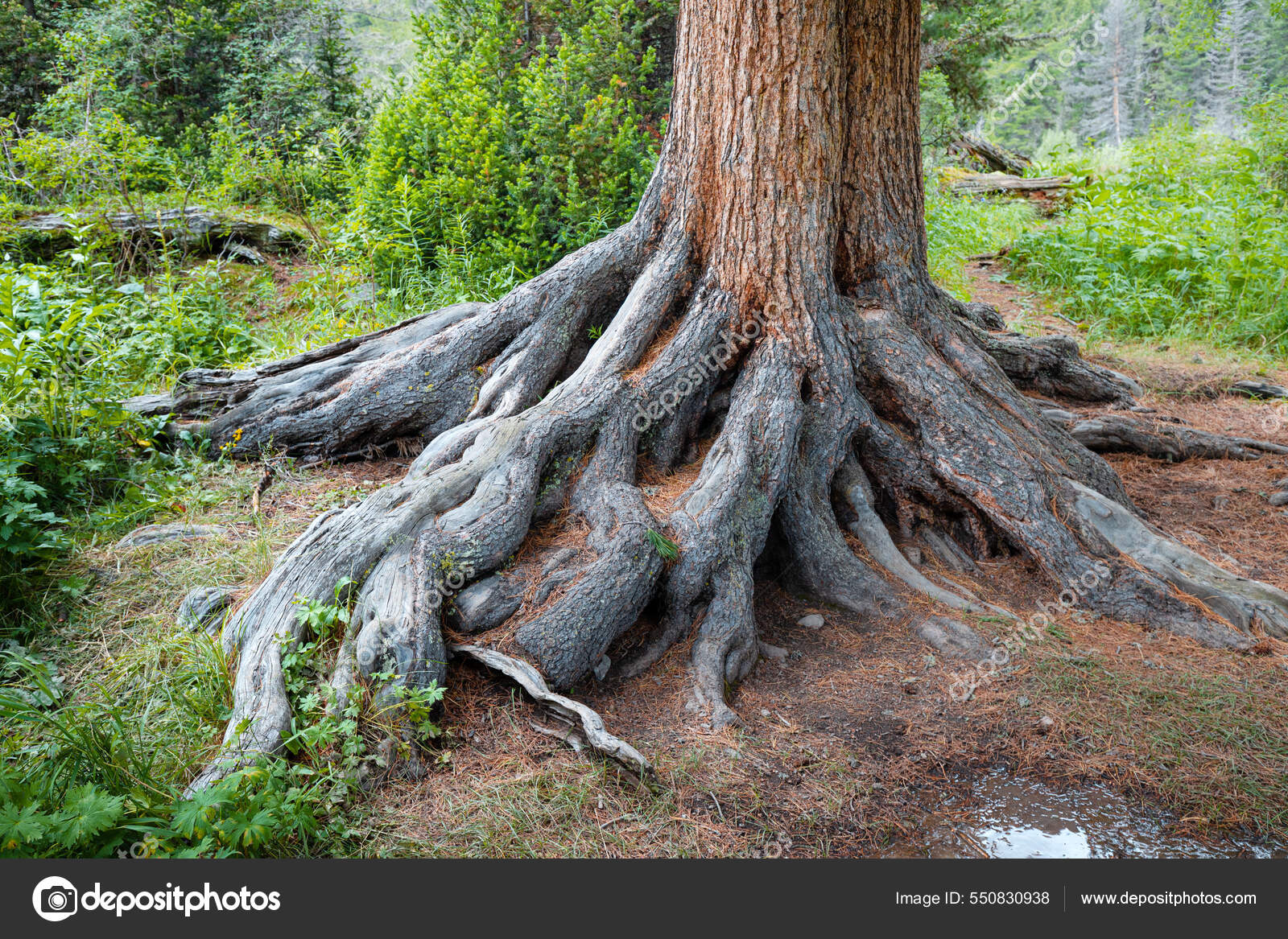 Powerful Root System Pine Tree Dense Forest Ecosystem Biology Concept ...