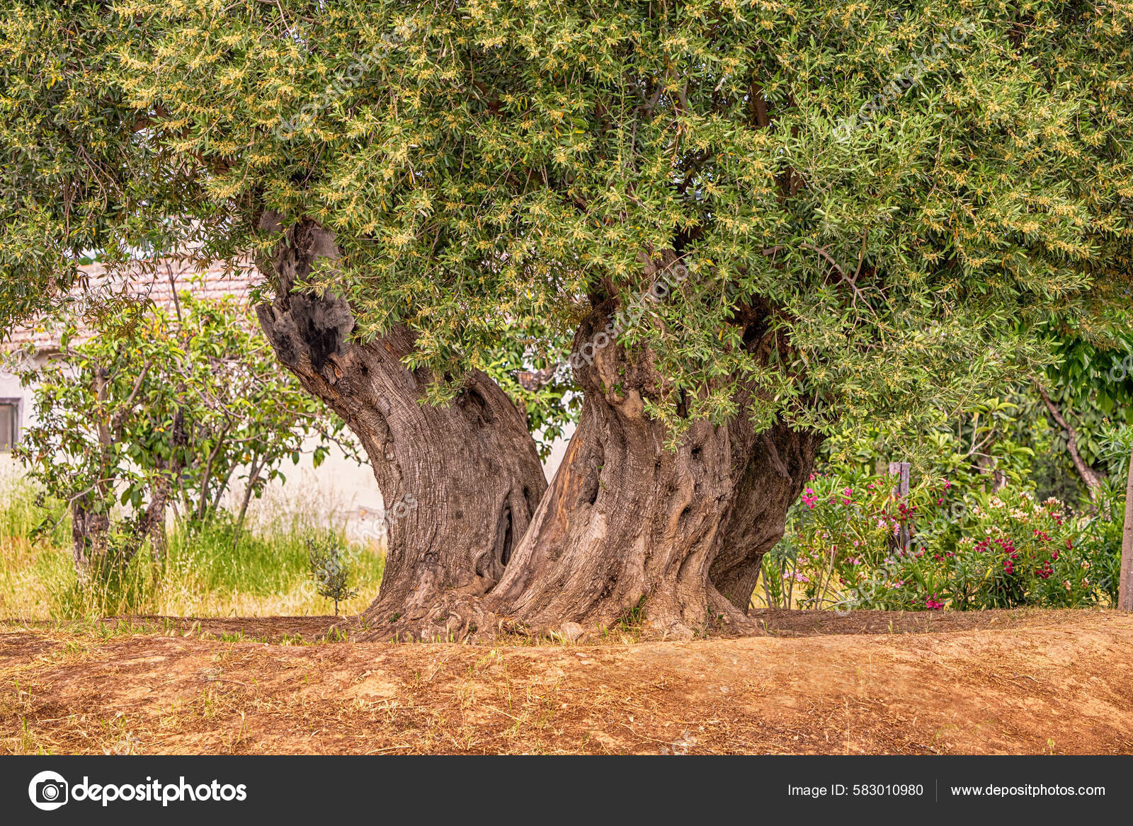 Old Olive Tree Powerful Trunk Wide Crown Farm — Stock Photo © frantic00 #583010980