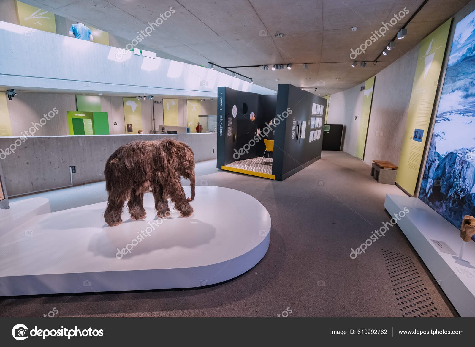 July 2022 Neanderthal Museum Germany Woolly Mammoth Baby Display ...