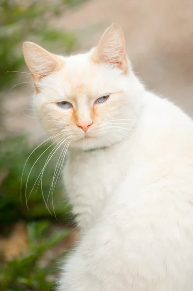 President garfield Stock Photos, Royalty Free President garfield Images ...