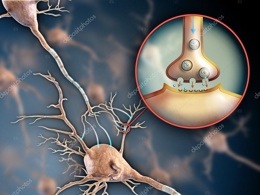 Neuron synapse ⬇ Stock Photo, Image by © Andreus #19268215