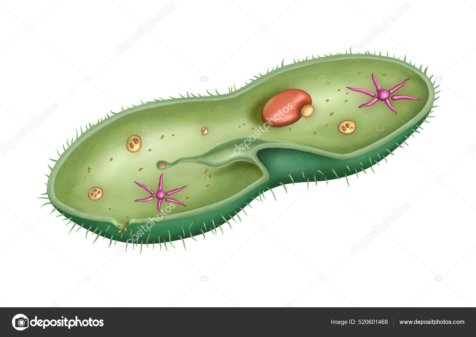 Paramecium Multimicronucleatum