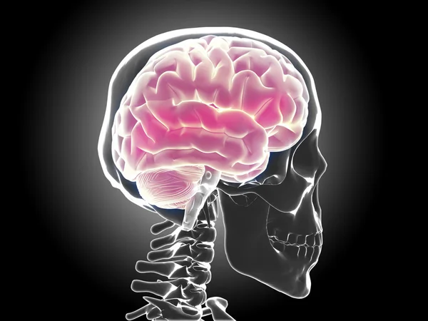 Brain — Stock Photo © dimdimich #4019452