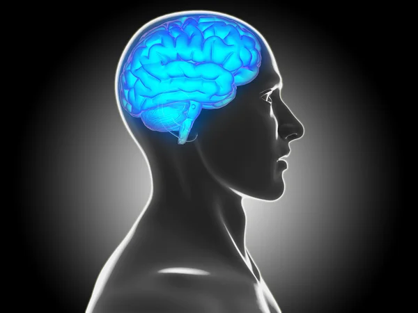 Human brain anatomy Stock Photo by ©sciencepics 75753577