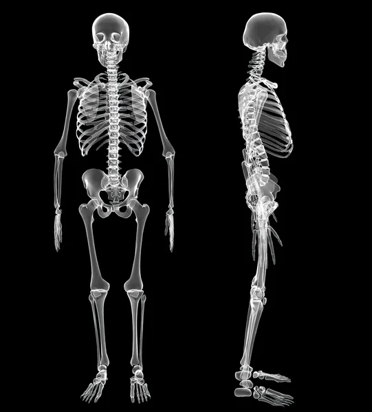 Male Human skeleton, two views Stock Photo by ©abidal 27980721