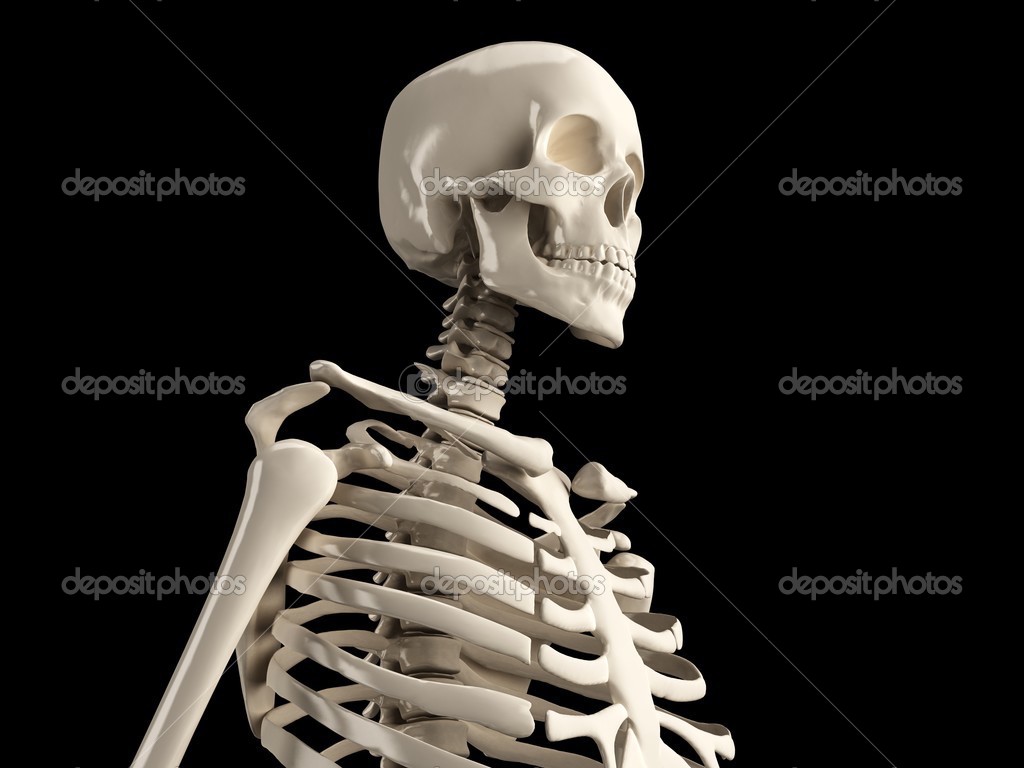 Human skeleton — Free Stock Photo © abidal #35154849