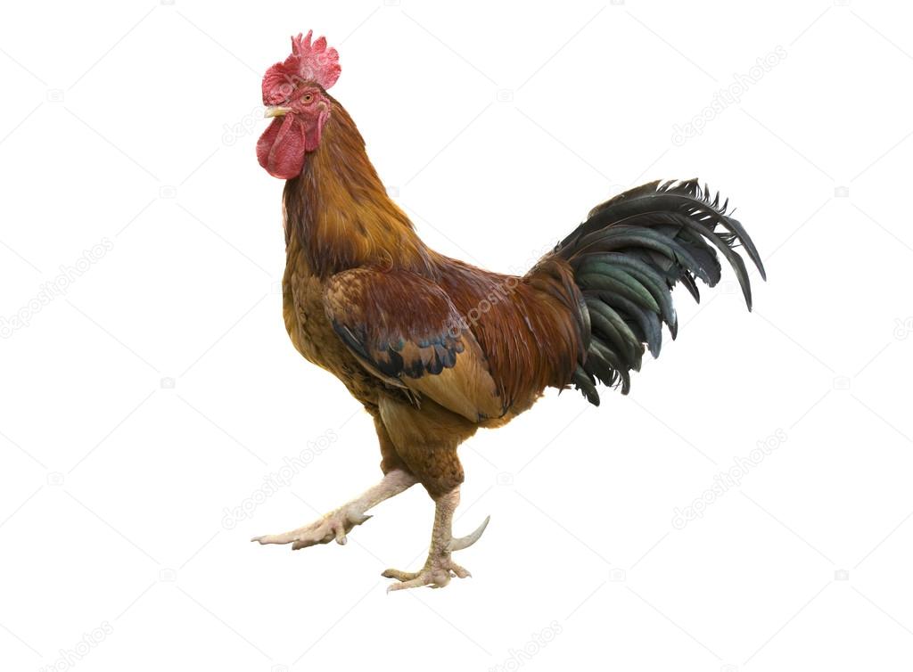 Rooster — Stock Photo © yuliang11 #12211096