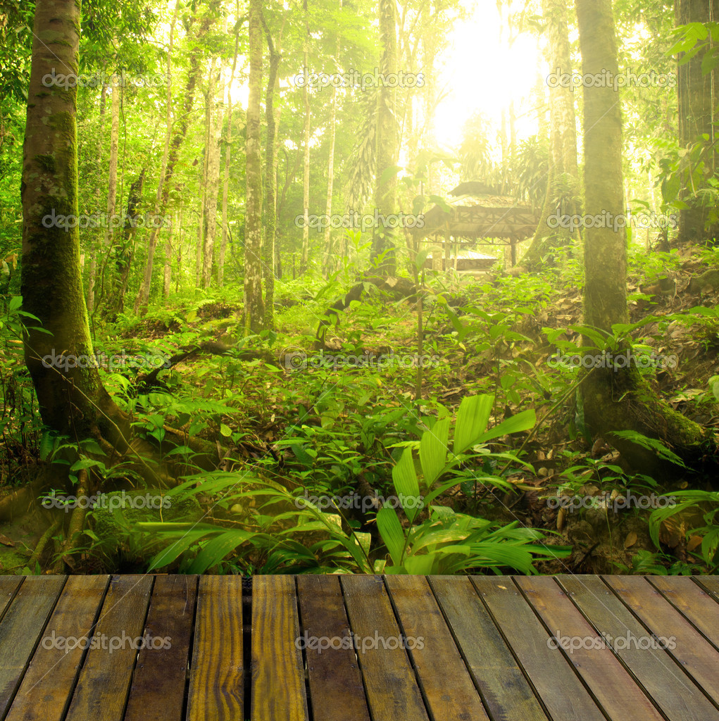 Rainforest with ray of lights and plank woods, suitable for prod Stock ...
