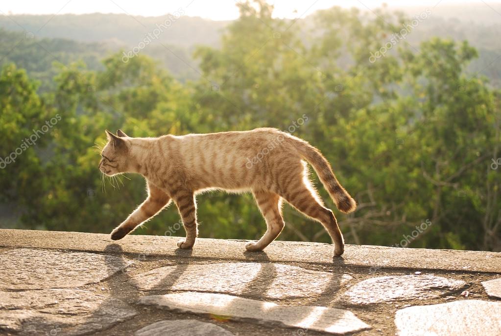 Gato andando durante o pôr do sol — Fotografias de Stock © yuliang11 ...