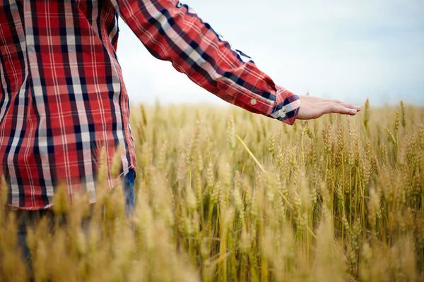 Young farmer's hand over wheat field - Stock Image - Everypixel