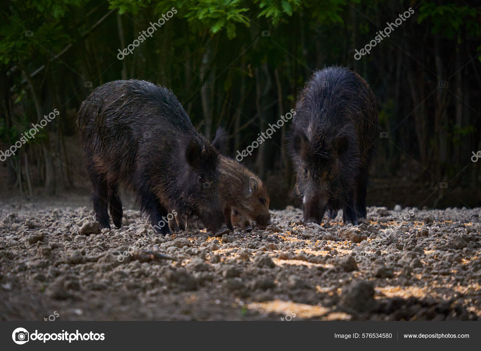 Wild Hog Herd Rooting Food Forest — Stock Photo © Xalanx #576534580