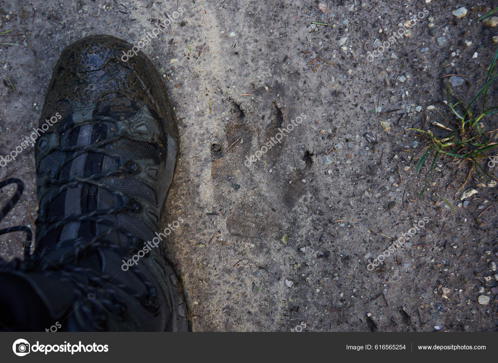Man Boot Fresh Wolf Paw Print Ground — Stock Photo © Xalanx #616565254