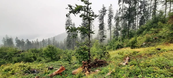 Subalpine ecosystem fotos de stock, imágenes de Subalpine ecosystem sin ...