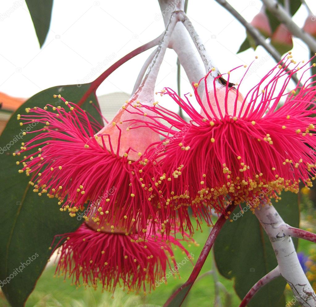 Flowering gum Stock Photo by ©jacquimartin 12856441