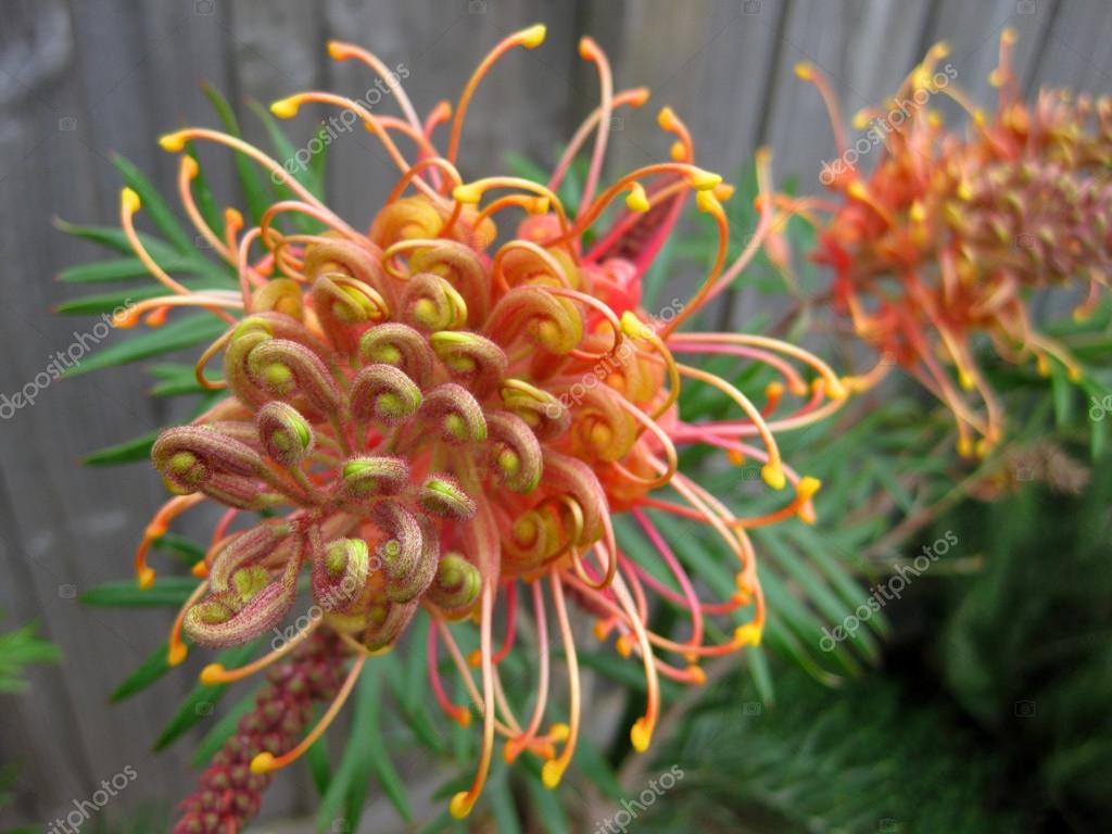 Grevillea Stock Photo by ©jacquimartin 12856447