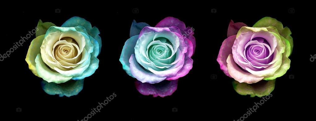 Images: colour roses | Multi colour roses isolated on black background ...