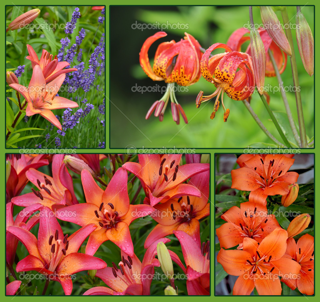 Beautiful lily flower collage — Stock Photo © montana #36934061
