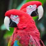Two parrots — Stock Photo © krasyuk #1358489