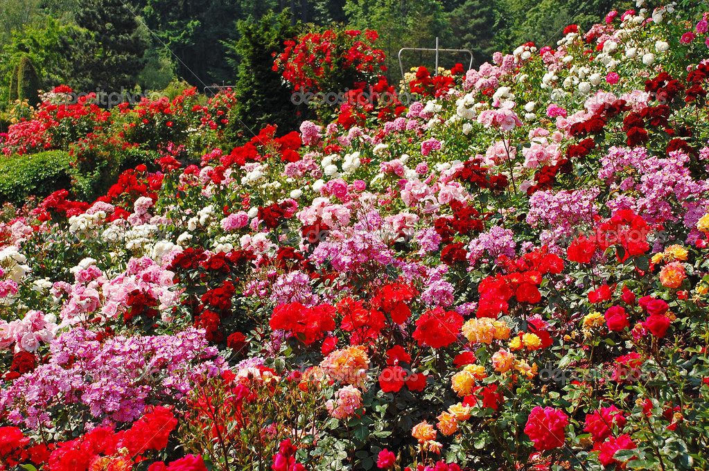 Colorful spring rose garden — Stock Photo © montana #39068609