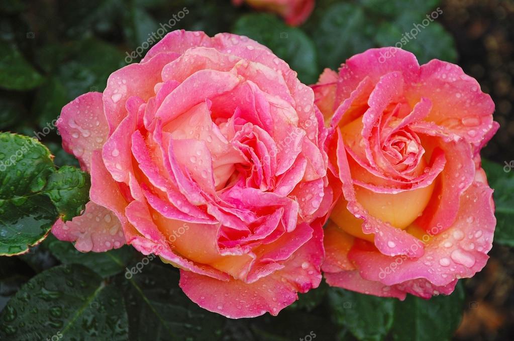 Two beautiful pink roses — Stock Photo © montana #39124949