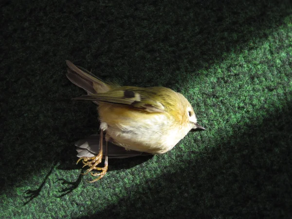 Dead small bird — Stock Photo © Gelpi #167958110