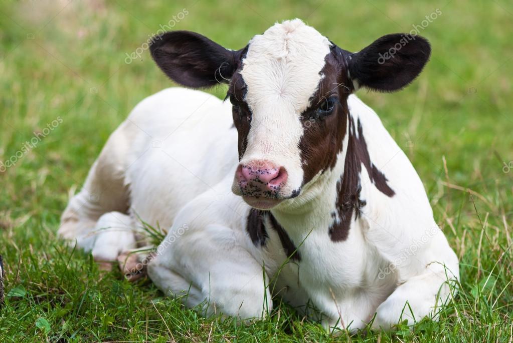 Calf Stock Photo by ©DamianPalus 42784293