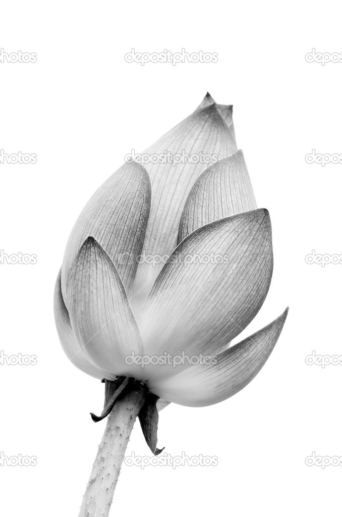 Isolated lotus Stock Photo by ©elwynn 29282897