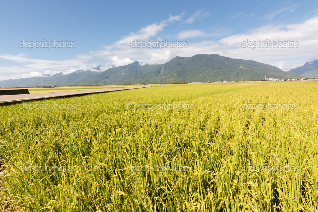 Golden paddy rice farm — Stock Photo © elwynn #34583431