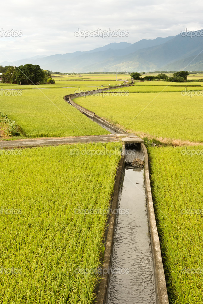 Golden paddy rice farm Stock Photo by ©elwynn 34583901