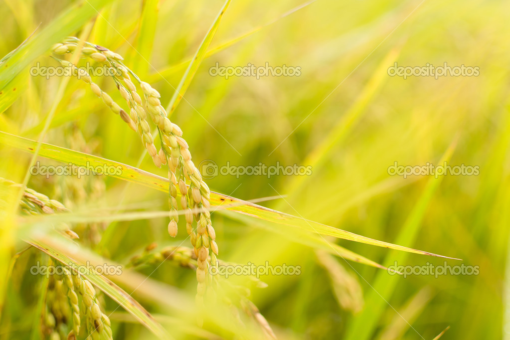 Golden paddy rice farm Stock Photo by ©elwynn 34583949