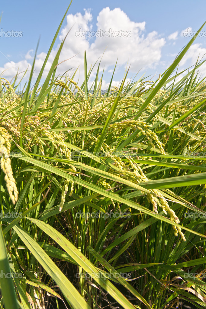 Rural scenery of paddy — Stock Photo © elwynn #34584533