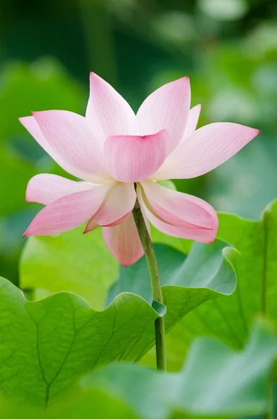 Fazenda de lótus Stock Photos, Royalty Free Fazenda de lótus Images ...