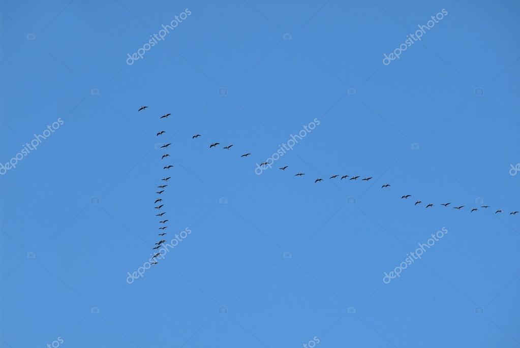 Flying away birds — Stock Photo © witoldkr1 #13374279