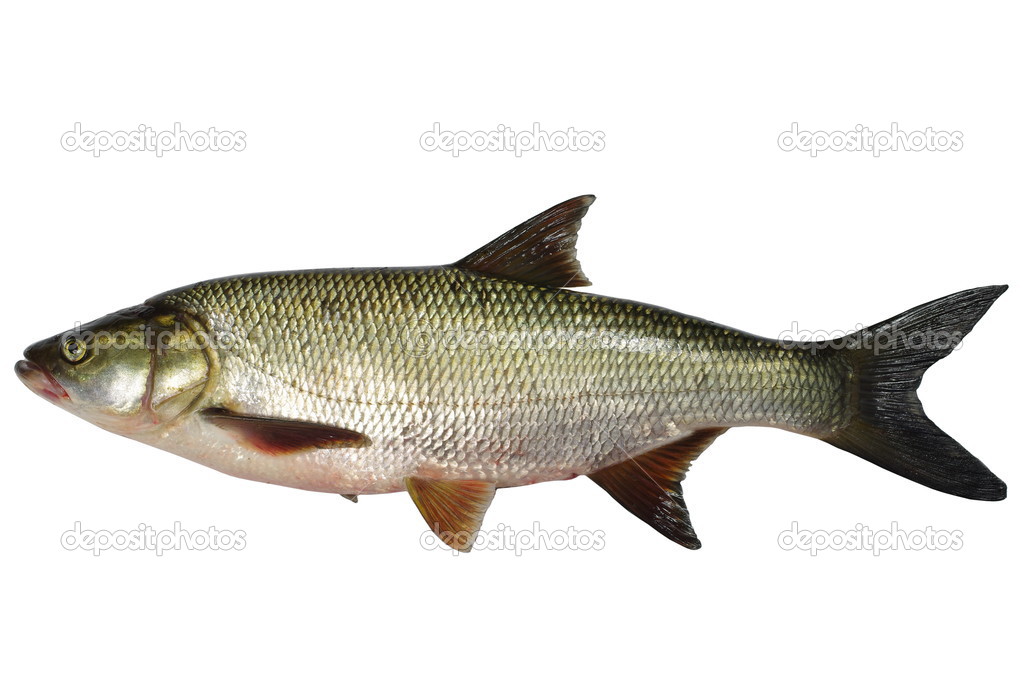 Asp predatory freshwater fish on white background Stock Photo by ...