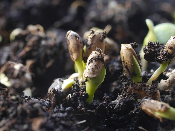 Sprout germination Stock Photos, Royalty Free Sprout germination Images ...