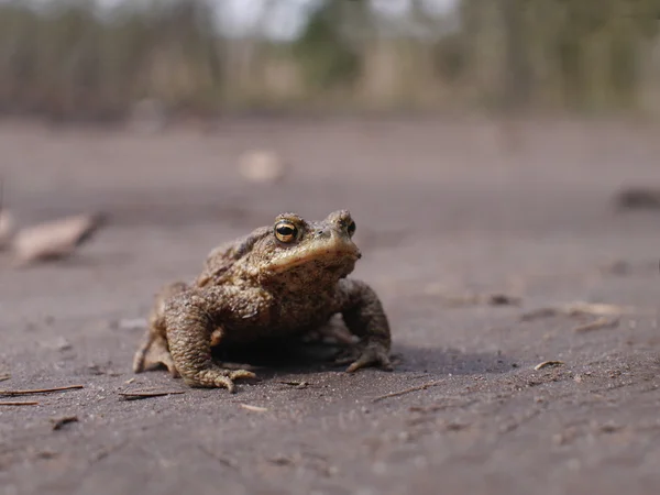 Poop toad Stock Photos, Royalty Free Poop toad Images | Depositphotos