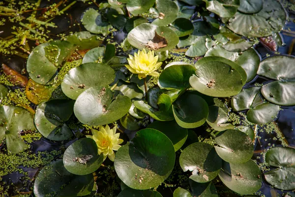 Fotos de Planta de rio, Imagens de Planta de rio sem royalties ...